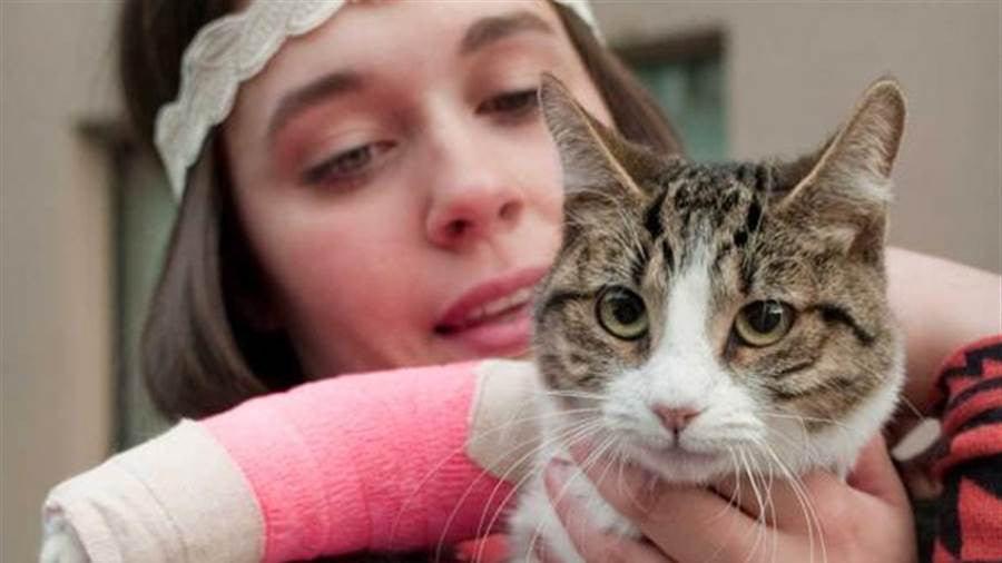 Basic First Aid For Cats – My Medic